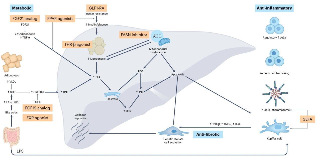 MASH/NASH新药上市，40年FDA首次批准 - 知乎