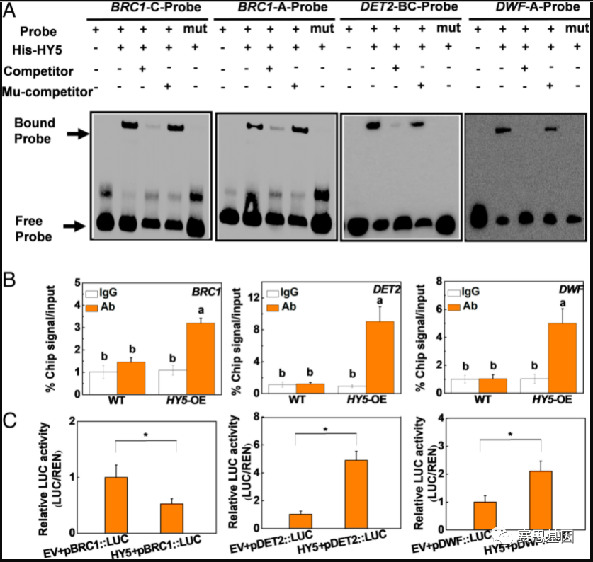 【PNAS】HY5通过整合依赖BRC1的激素信号，从而在番茄芽的生长过程中发挥作用 - 知乎