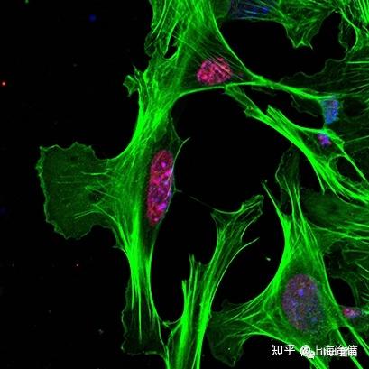 ibidi µ-Slide 15 Well 3D载玻片不仅仅是做血管生成实验，想知道更多吗？ - 知乎