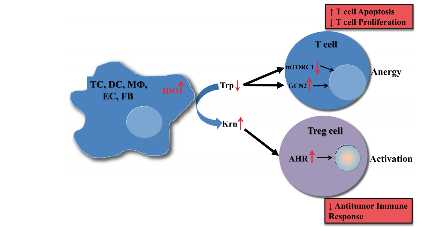 中科院 4.75 亿美元卖出的新药 IDO 抑制剂，治疗肿瘤的原理是什么？ - 知乎