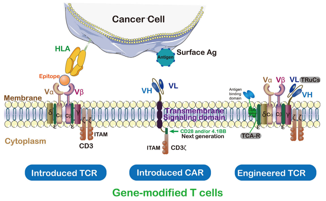 工程化TCR-T细胞免疫疗法在抗癌精准医学中的利弊 - 知乎