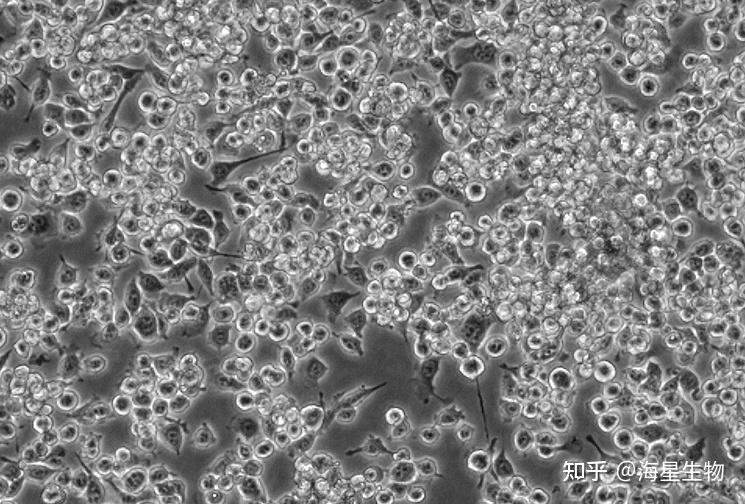 小鼠小胶质细胞(BV2)细胞培养要点 - 知乎