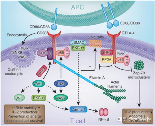 肿瘤免疫靶点 | CD28 - 知乎