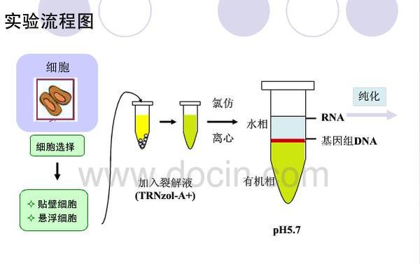 Trizol法提取总RNA - 知乎