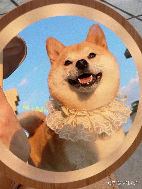 狗狗壁纸 - 知乎