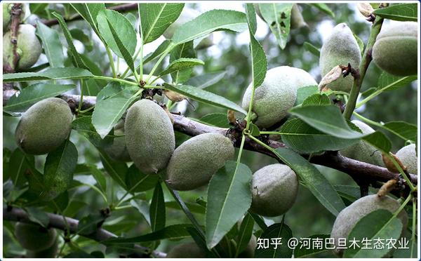 巴旦木种植困难吗？现在种植巴旦木还有前景吗？ - 知乎