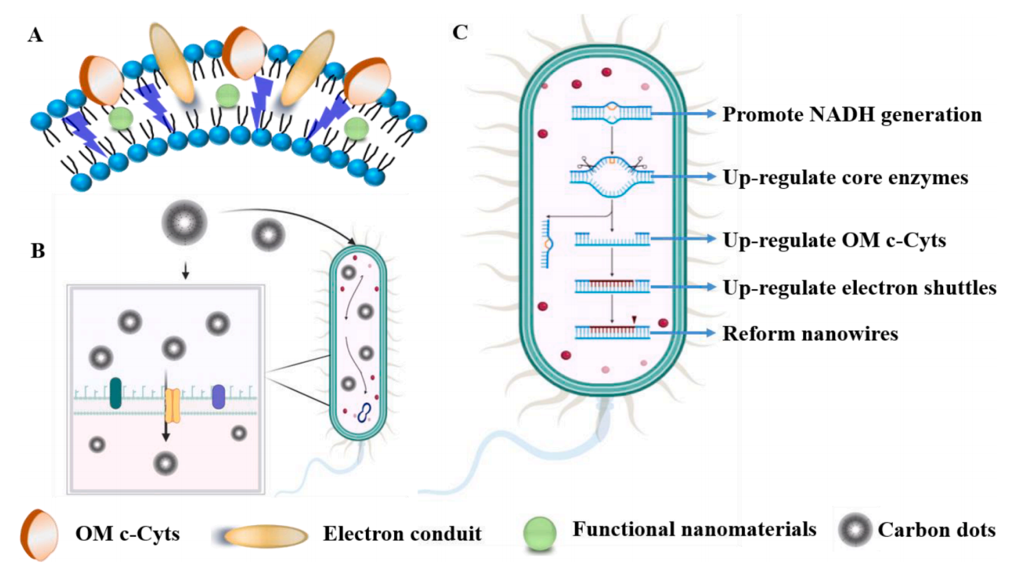 细菌/电极界面修饰增强微生物EET - 知乎