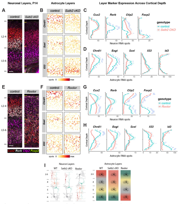 Nat Neurosci | 单细胞原位转录组图谱揭示哺乳动物大脑皮层中星形胶质细胞分层 - 知乎