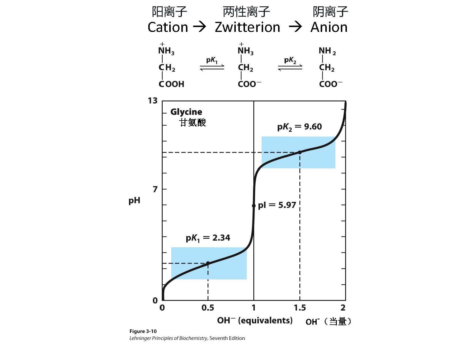莱宁格生物化学原理 Lehninger Principles of Biochemistry 重点划线 导读双语课件 - 知乎