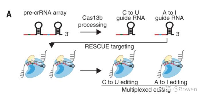 RNA Editing发展历程 - 知乎