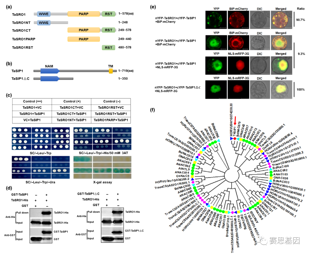 TaSRO1在抑制TaSIP1线粒体信号和增强盐胁迫耐受性方面发挥双重作用 - 知乎
