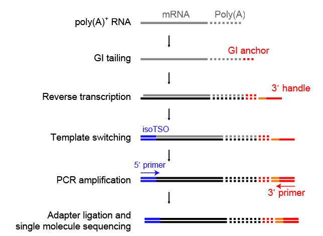 凌恩生物新品上线！三代poly(A)尾测序-FLAM-Seq来啦！ - 知乎
