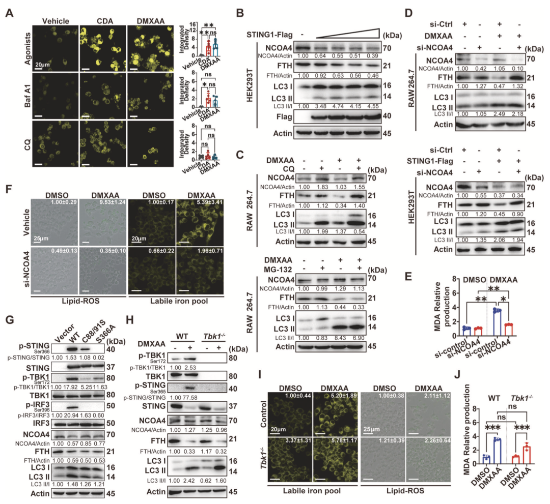 CDD丨STING 和 NCOA4 之间的相互作用通过调控巨噬细胞中的铁死亡和炎症反应加剧了脓毒症 - 知乎