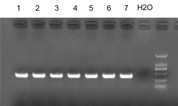 案例分享：Hspa5基因组织特异性敲除小鼠(Loxp)构建技术报告 - 知乎