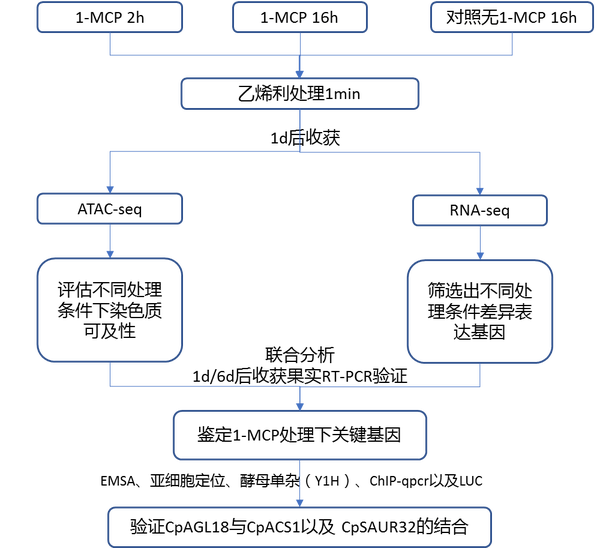项目文章 | IF>6! ATAC-seq联合RNA-seq揭示转录因子AGL18通过乙烯-生长素交互作用调控番木瓜成熟 - 知乎
