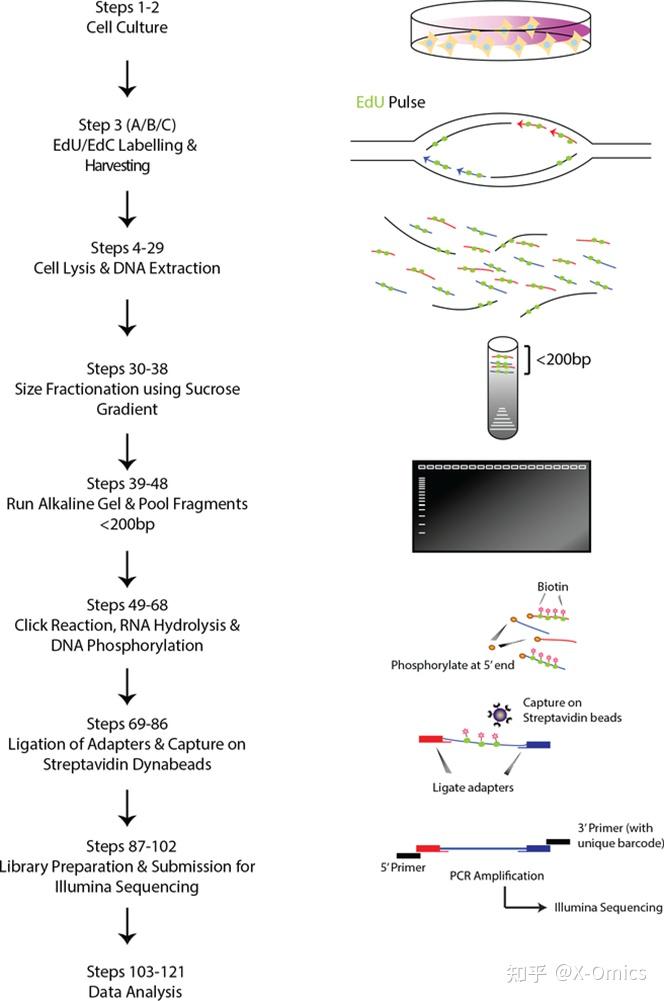 Nature子刊 | 转录决定人类细胞中DNA复制的起始和终止 - 知乎