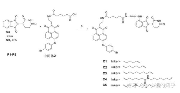 PROTAC技术/靶蛋白配体、连接子Linker、E3 连接酶配体 - 知乎