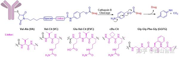 ADC中可裂解Linker的机制汇总 - 知乎