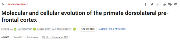 Science最新研究：全面解析大脑关键部位——前额叶皮层 的进化特征 - 知乎