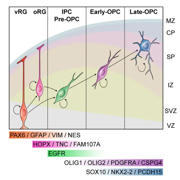 《细胞》：我们为何能拥有更大的大脑？神经科学家揭示细胞发育之谜 - 知乎