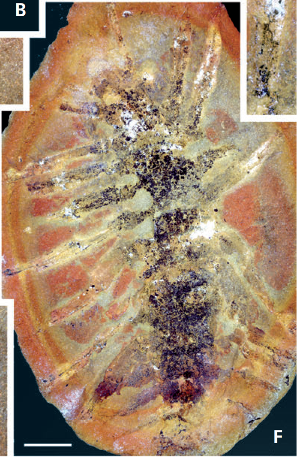 【地球演义】真·虫の森 - 知乎