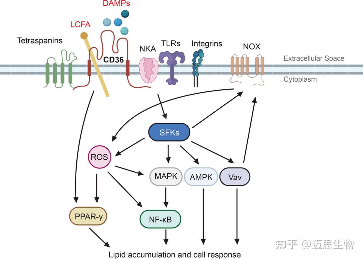 清道夫受体CD36 - 知乎