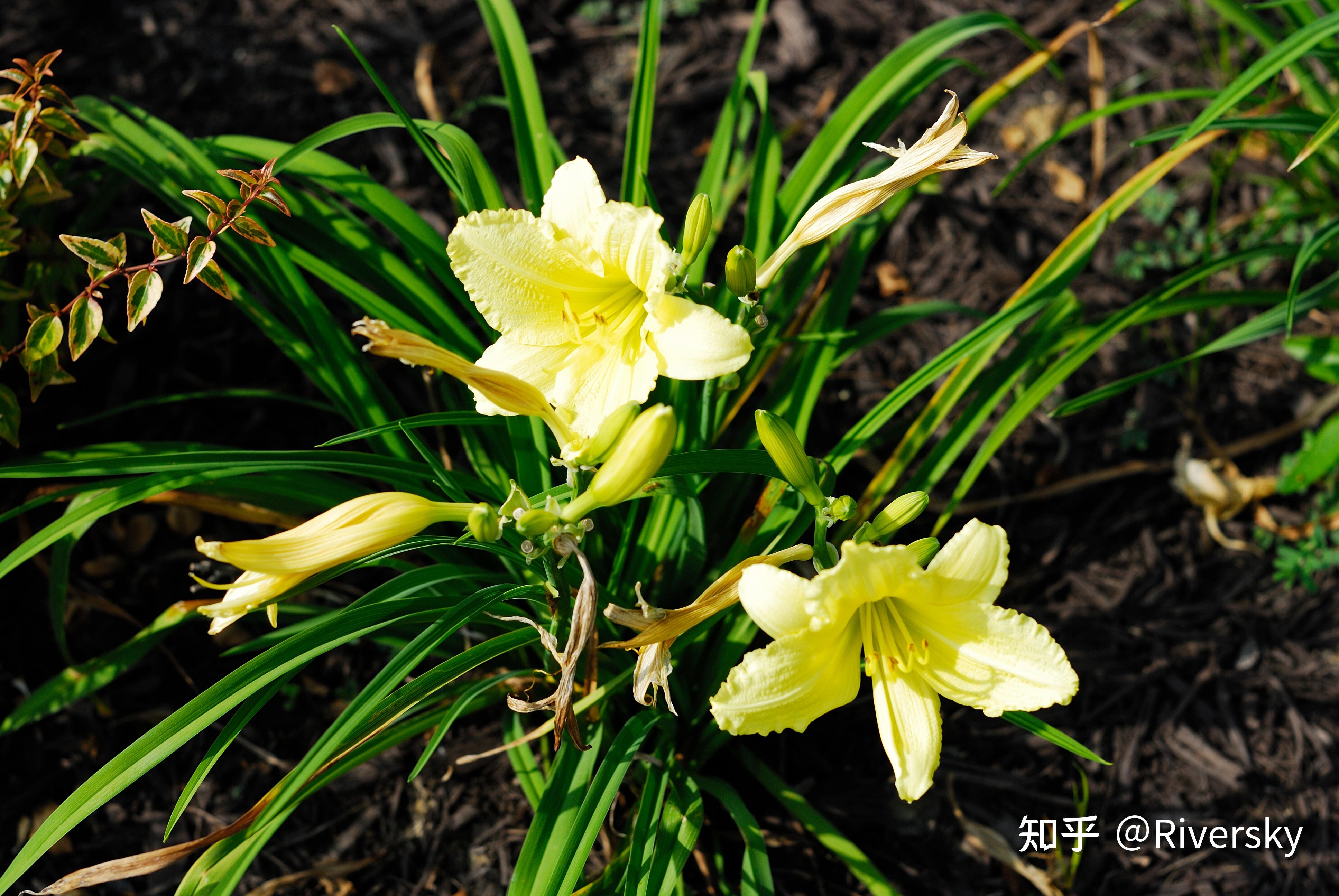 朝花夕拾：尼康末代高端CCD单反相机 - D200 - 知乎