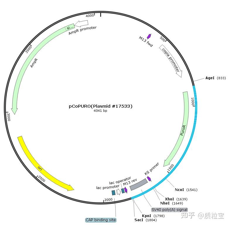 昆虫果蝇诱导分泌表达系统 - 知乎
