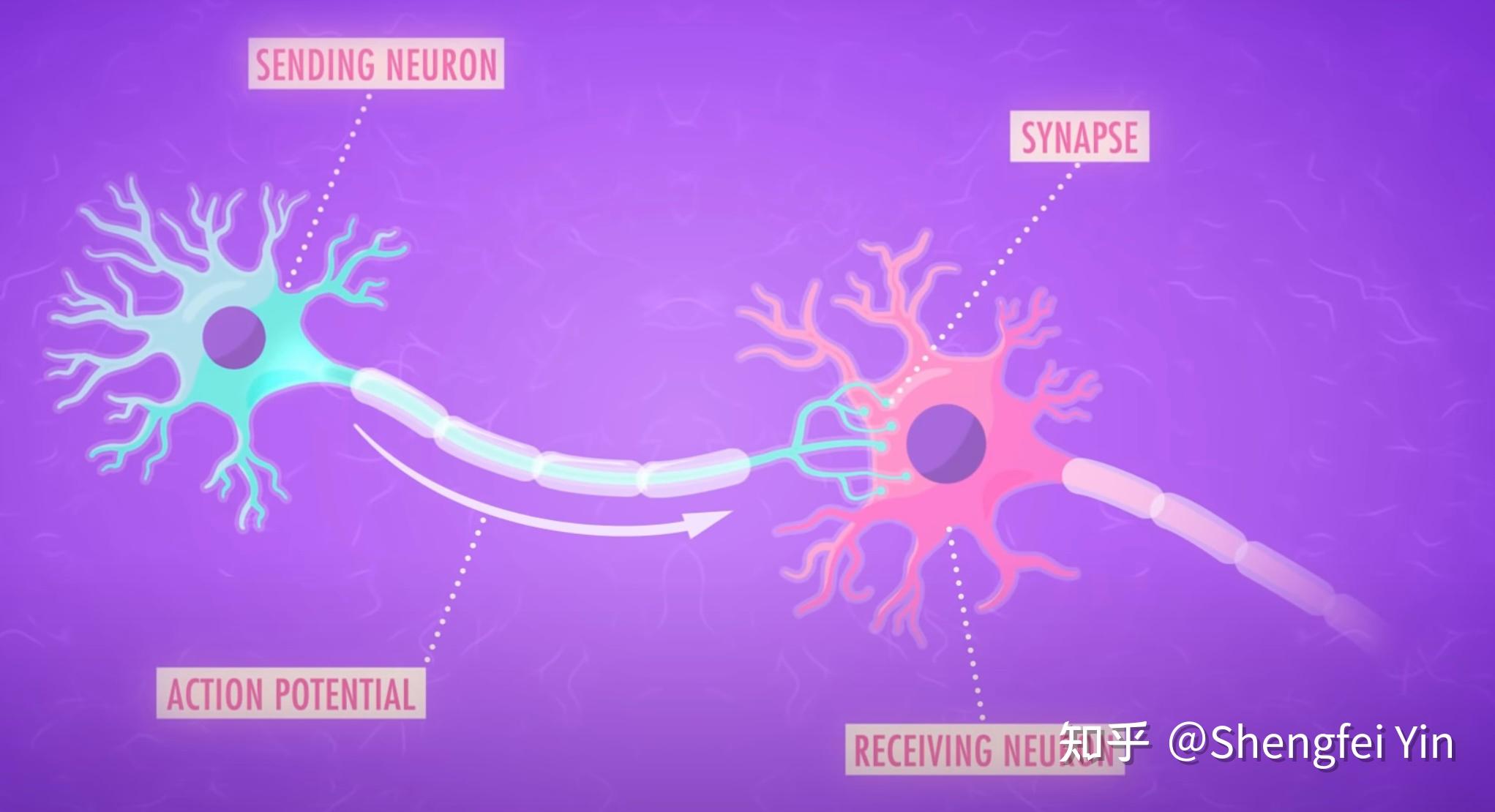 The Chemical Mind - Crash Course Psychology #3 - 知乎