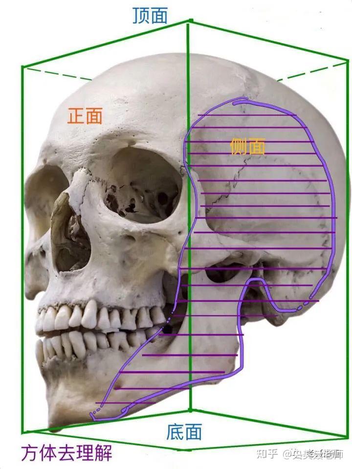 认识头骨以及步骤图 - 知乎