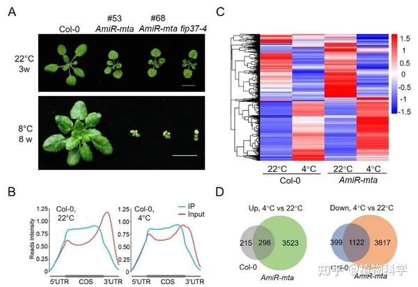 南京农业大学吴玉峰/康奈尔大学华健实验室合作揭示mRNA m6A修饰在拟南芥低温生长及翻译效率调控中的作用机制 - 知乎