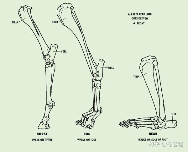 动物骨骼-后足 - 知乎