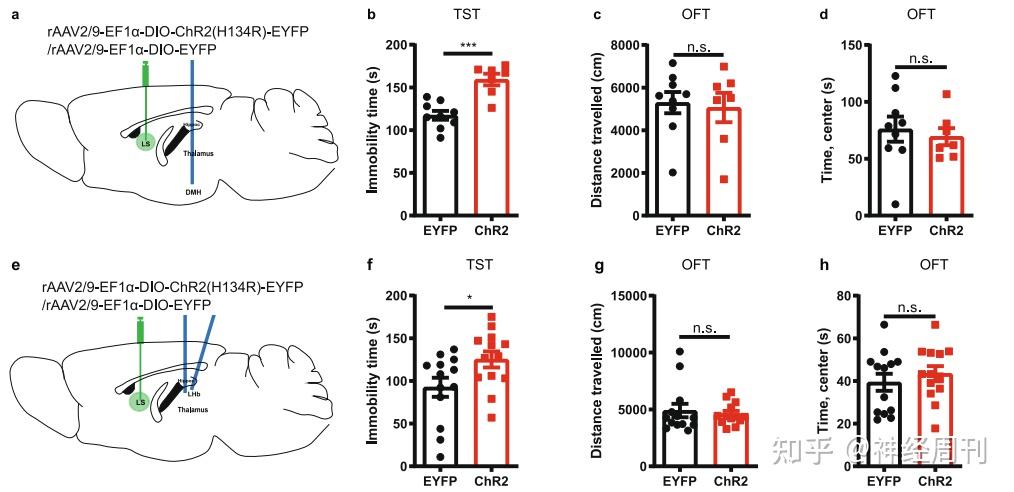温州医科大学郭卫/陈江帆团队揭示腺苷受体的抗抑郁作用 - 知乎
