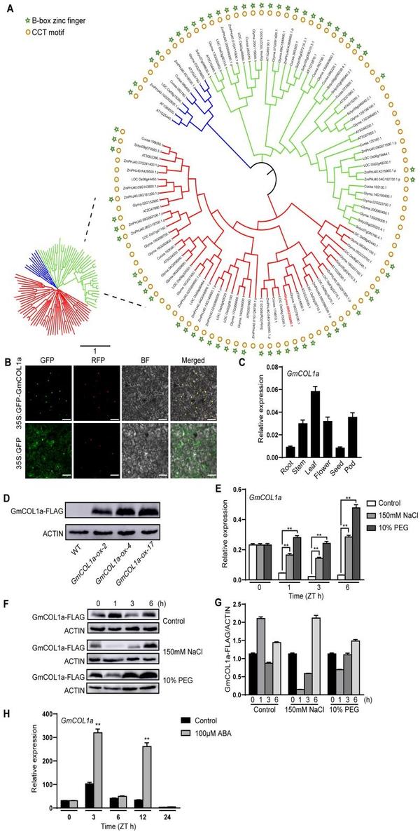 CONSTANS-LIKE 1a 正向调节大豆的耐盐耐旱性 - 知乎