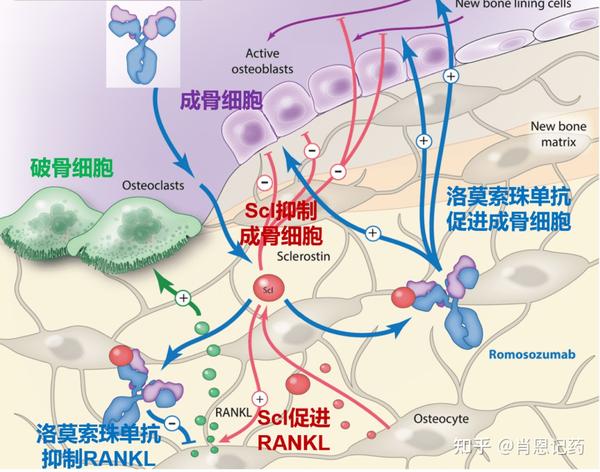 记住骨硬化蛋白Scl拮抗剂 | Romosozumab 洛莫索珠单抗 | 治疗绝经后妇女骨质疏松症 - 知乎