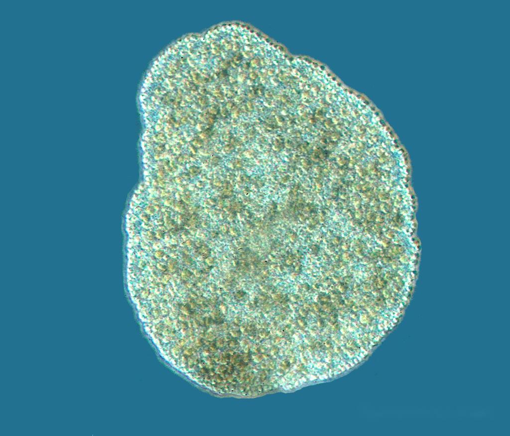 【动物界全系列】真后生动物亚界—扁盘动物门 - 知乎