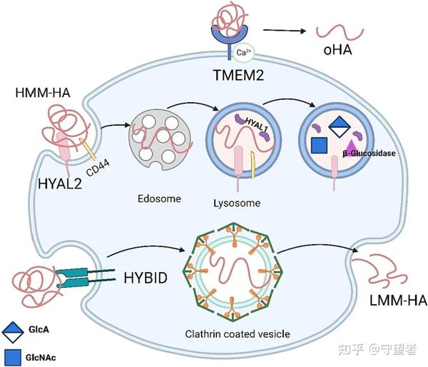 Carbohydrate Polymers：透明质酸吸收、代谢和功能以及与益生菌结合的治疗前景 - 知乎