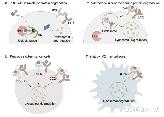 声动力学纳米LYTACs逆转肿瘤免疫抑制微环境，促进癌症免疫治疗 - 知乎