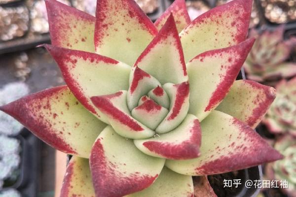 东云系多肉乌木,注意养护技巧,叶片肥厚,轻松养出冠幅10cm以上 知乎