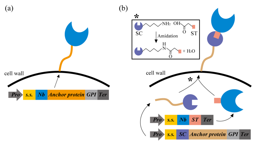 SpyTag/SpyCatcher系统在酵母展示技术中的应用 - 知乎