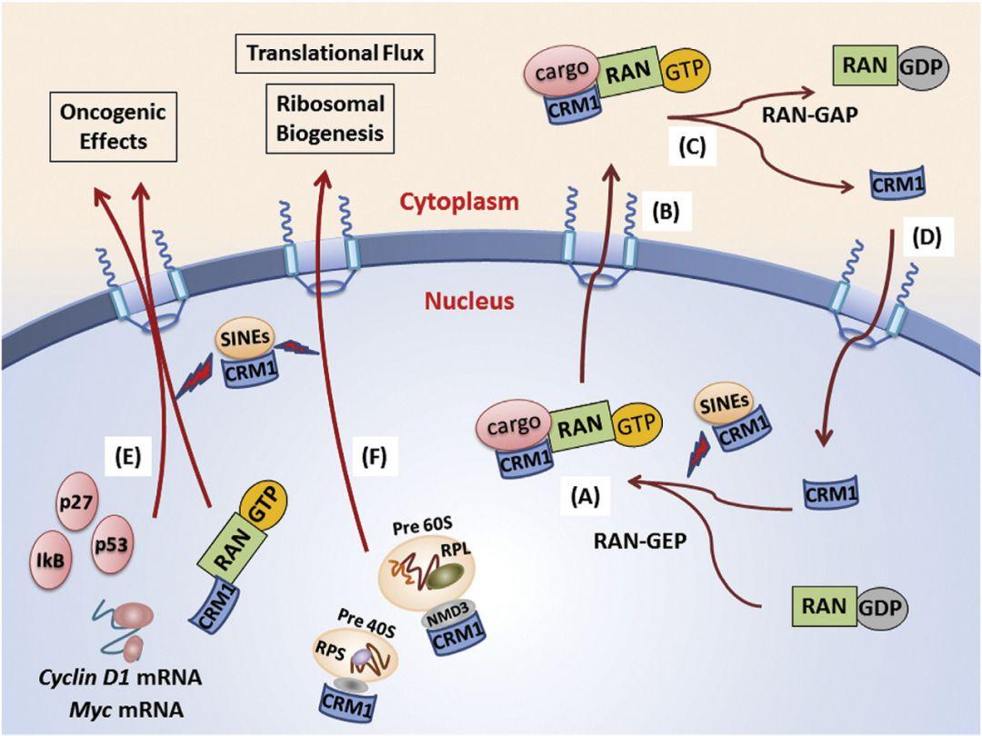 首款XPO1核输出蛋白抑制剂上市，德琪医药加速布局国内市场 - 知乎