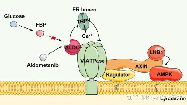 “健康又长寿！”林圣彩团队开发新型效仿辟谷作用之AMPK激活剂 - 知乎