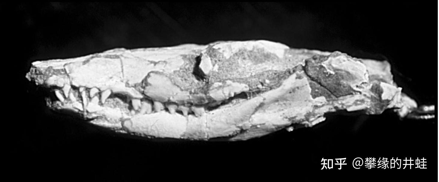 【地球演义】第二百八十二回 百兽图12：黄鼠狼下豆杵子 - 知乎