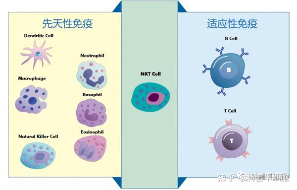 关于NKT细胞，你想知道的在这里 - 知乎