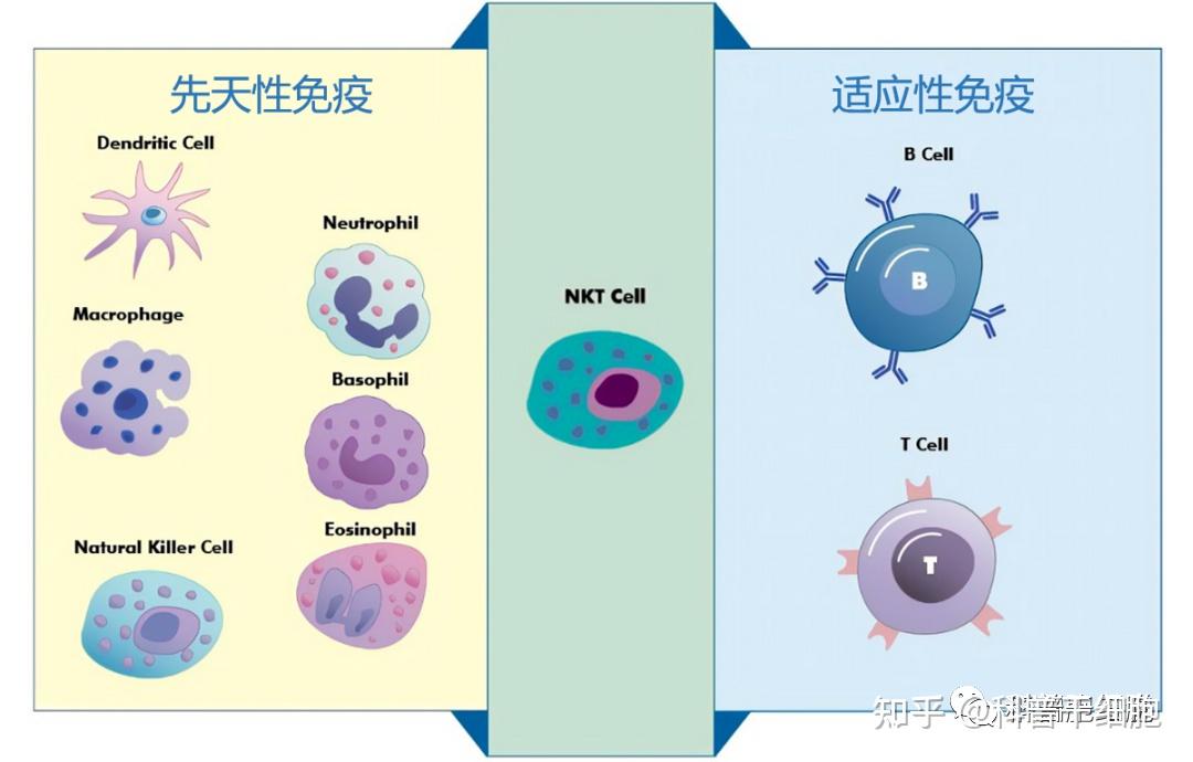 关于NKT细胞，你想知道的在这里 - 知乎