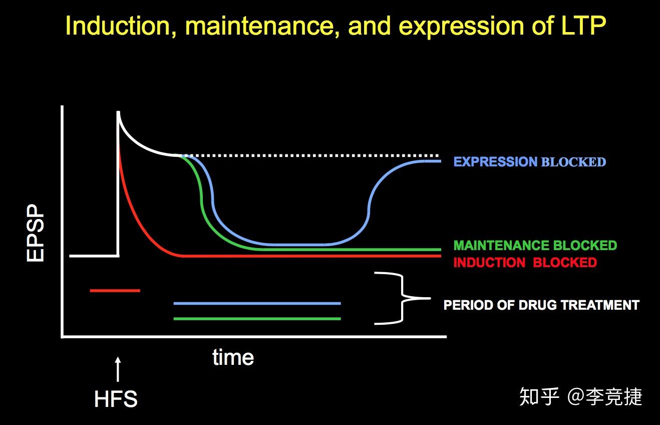 突触可塑性 Synaptic Plasticity: LTP - 知乎