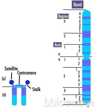 人类染色体命名的国际规则 (ISCN) - 知乎