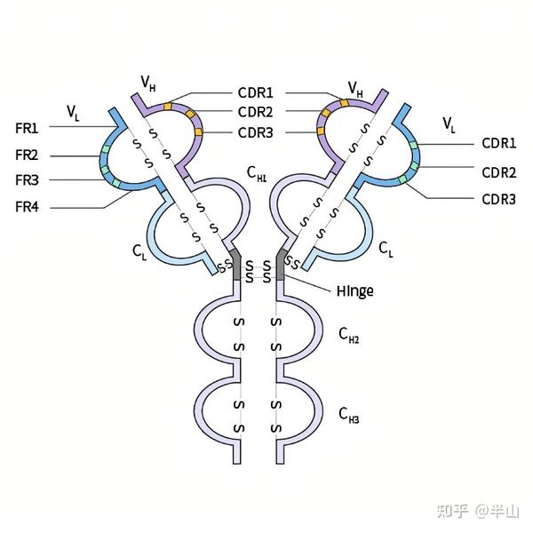 抗体学习笔记 - 知乎