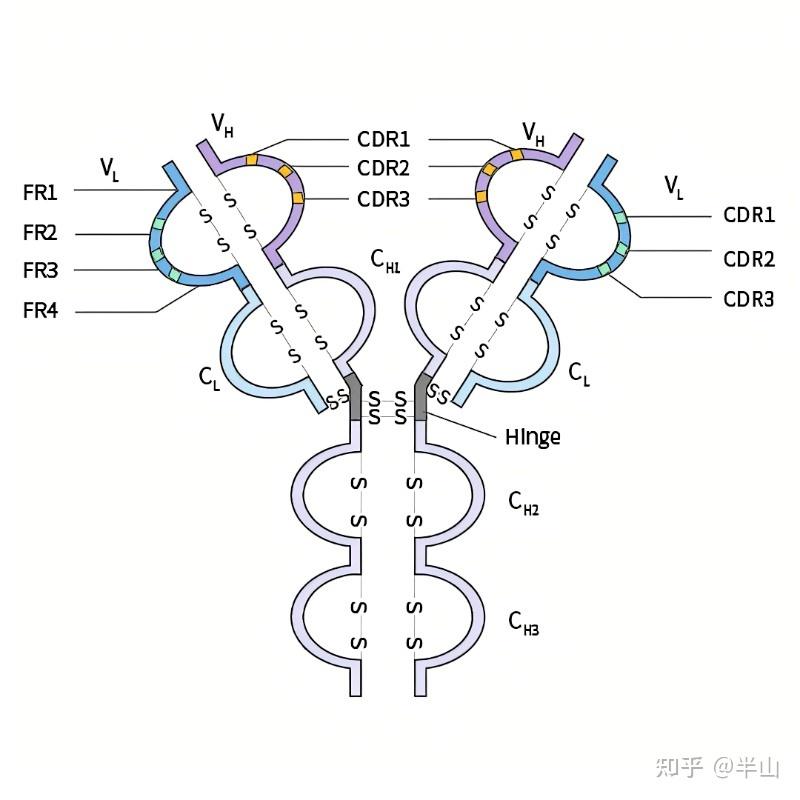 抗体学习笔记 - 知乎