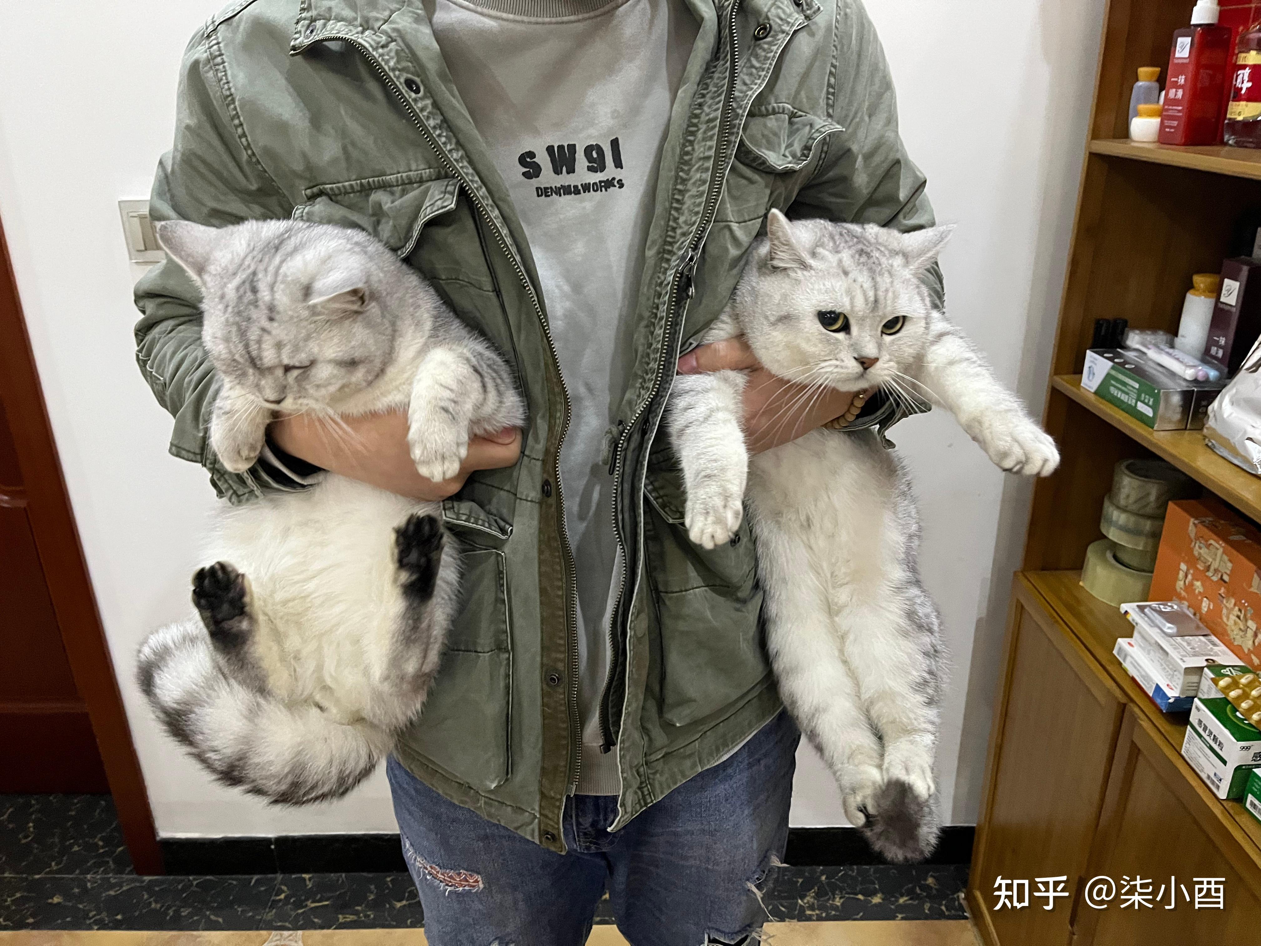 据调查,超过3000万人养猫,到底养猫有哪些好处? 知乎